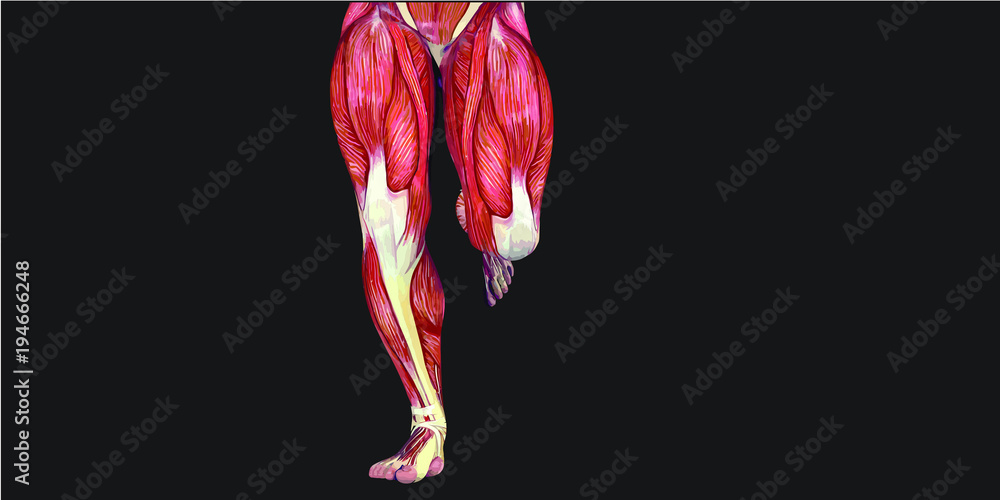 Human Body Anatomy Illustration With Visible Muscles and Tendons Stock ...