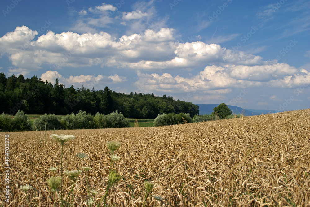 Dinkelfeld Stock-Foto | Adobe Stock