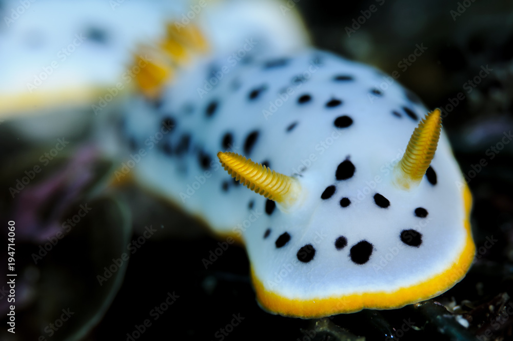 Nudibranch Sea Slug