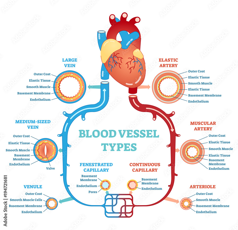 Blood vessel types anatomical diagram, medical scheme. Circulatory system. Medical educational ...