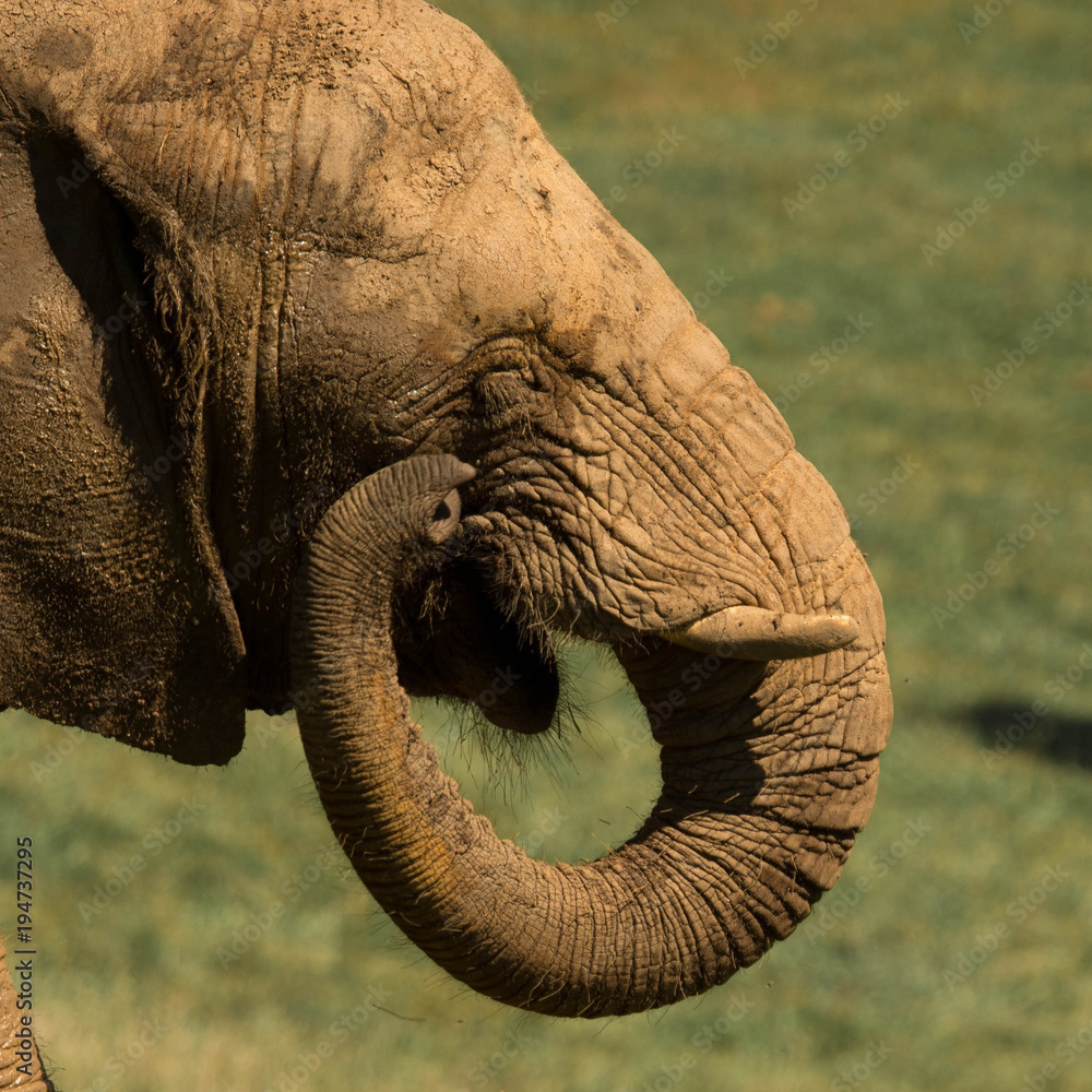 Elefante riéndose Stock Photo | Adobe Stock