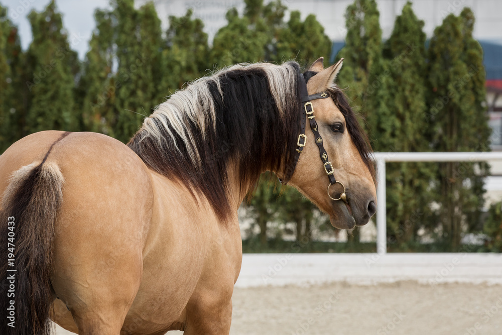 Brown Buckskin Horse