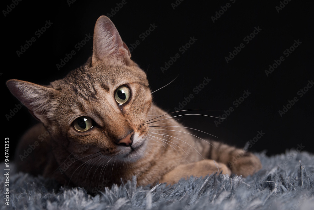 Gato echado sobre alfombra Stock Photo | Adobe Stock