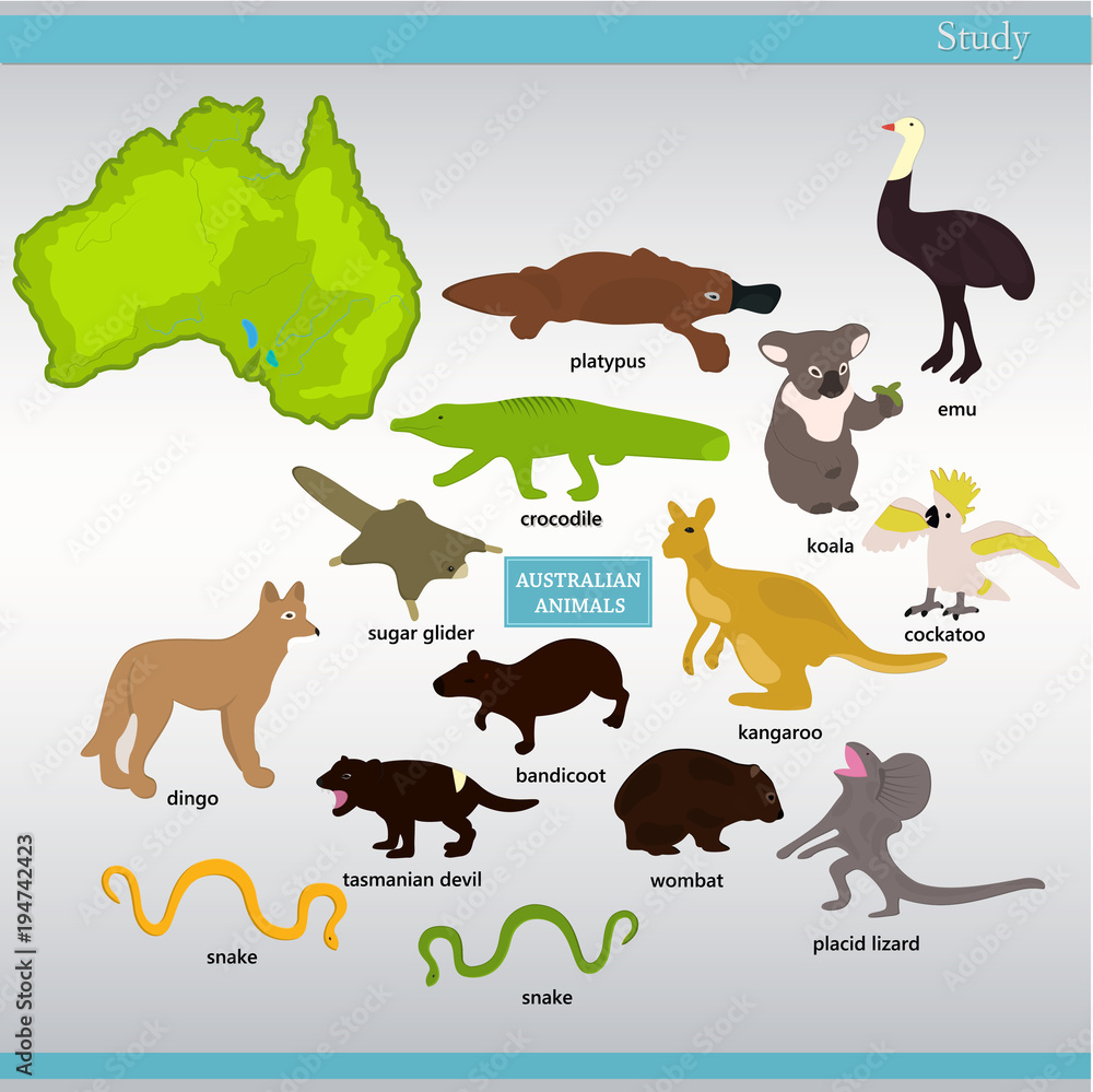 Set of Australian animals with names Stock Vector | Adobe Stock