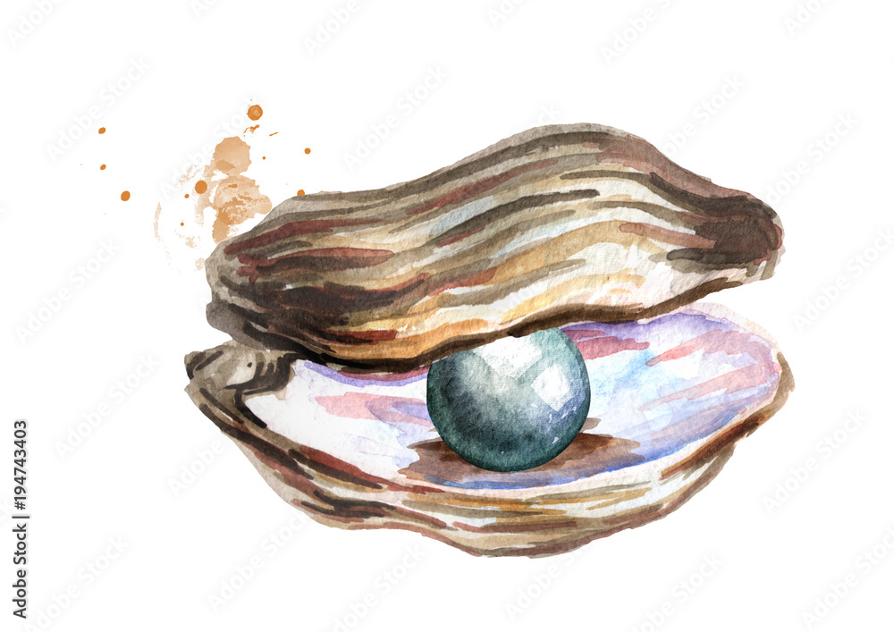 Black pearl in the shell. Hand drawn watercolor illustration isolated ...