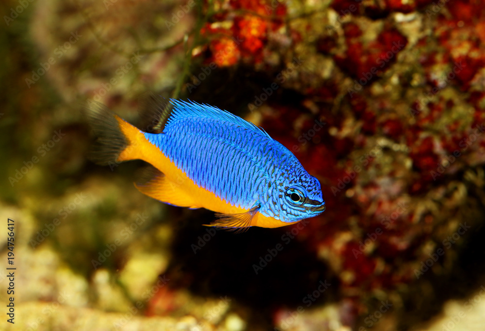 Azure damselfish Chrysiptera hemicyanea or saltwater aquarium fish ...