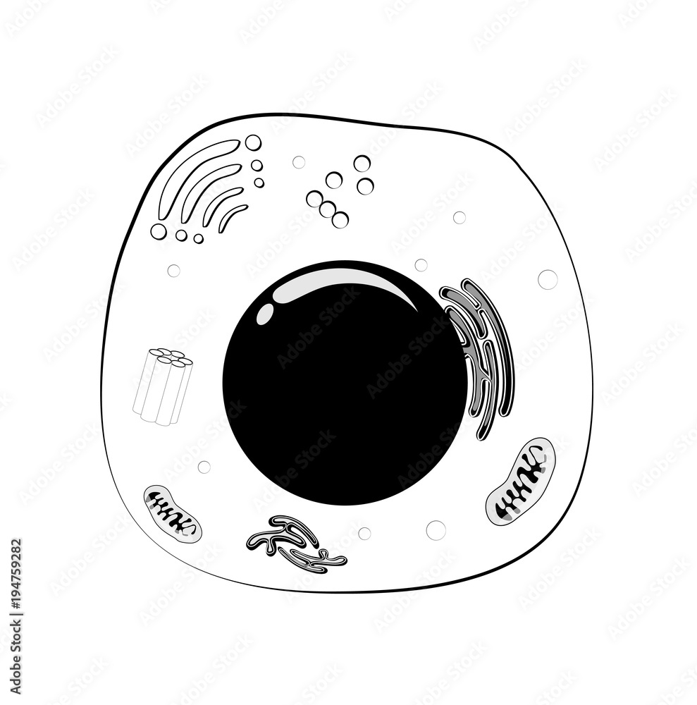 Animal cell structure. black and white Vector Stock Vector | Adobe Stock