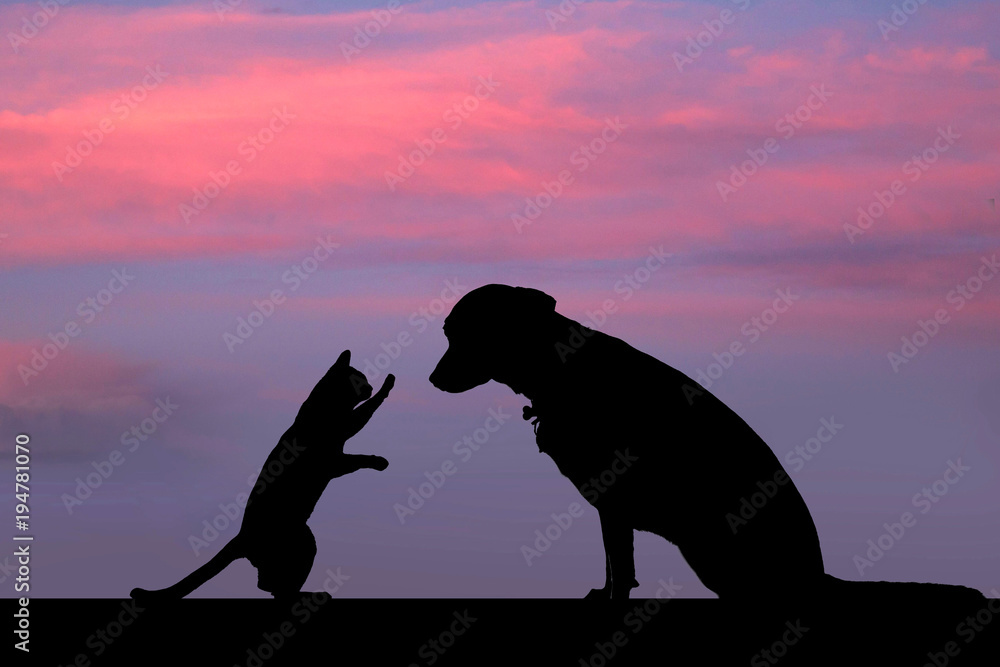 dog and cat silhouette with beautiful background Stock Photo | Adobe Stock