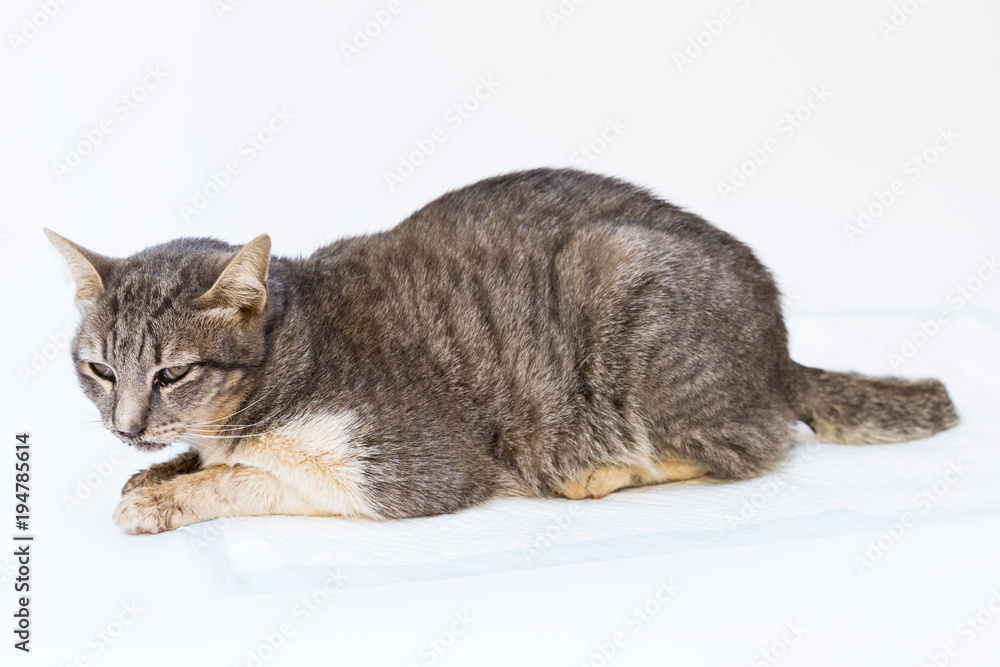 The cat sick as a Feline Calicivirus (FCV) and Feline Herpesvirus (FHV ...