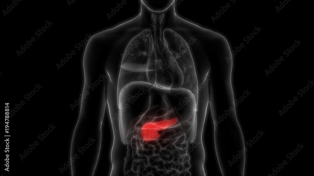 Human Body Organs Anatomy (Pancreas) Stock Illustration | Adobe Stock