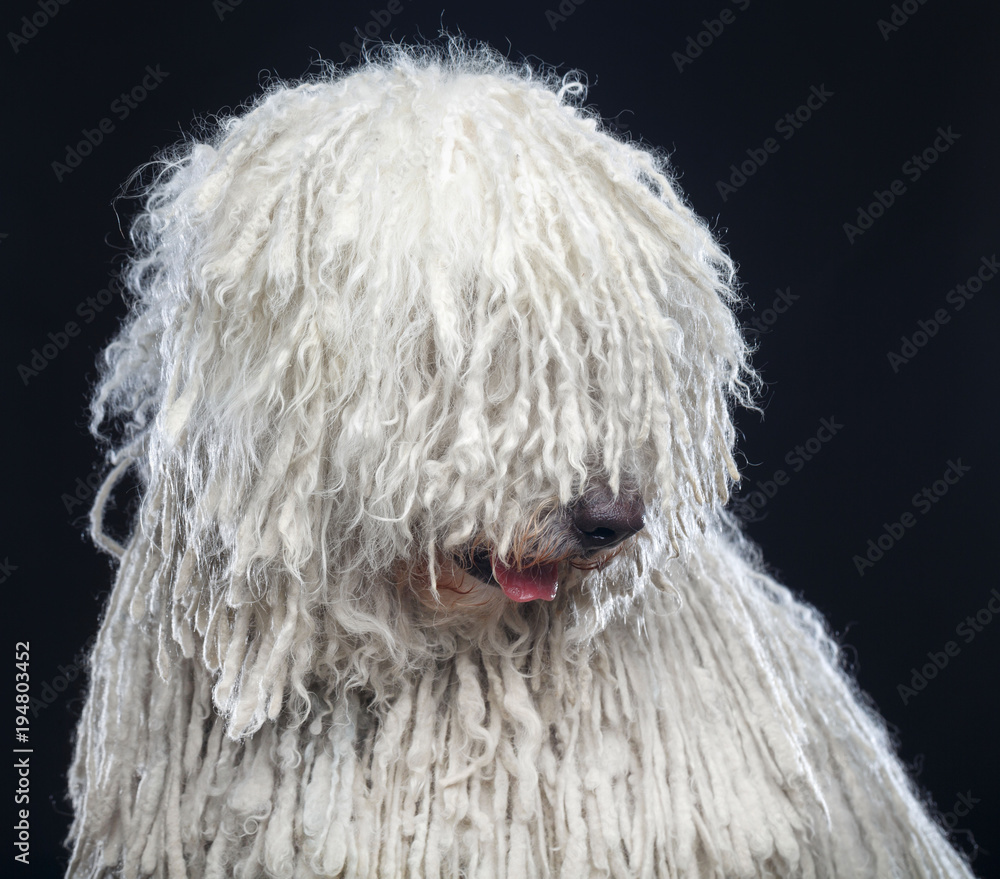 Black Komondor Dog