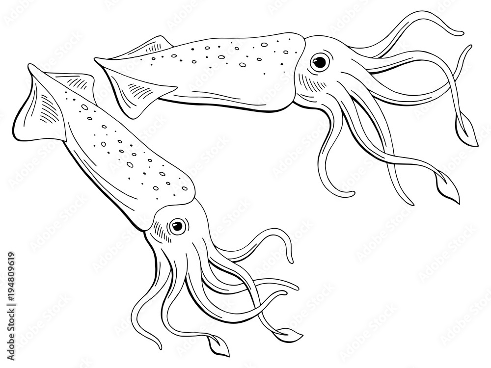 Squid calamari graphic black white isolated sketch illustration vector ...