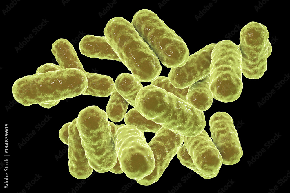 Enterobacter bacteria, gram-negative rod-shaped bacteria, part of ...