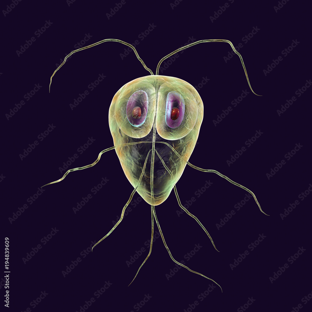 Giardia lamblia protozoan, the causative agent of giardiasis, 3D ... Giardia lamblia protozoan, the causative agent of giardiasis, 3D ...