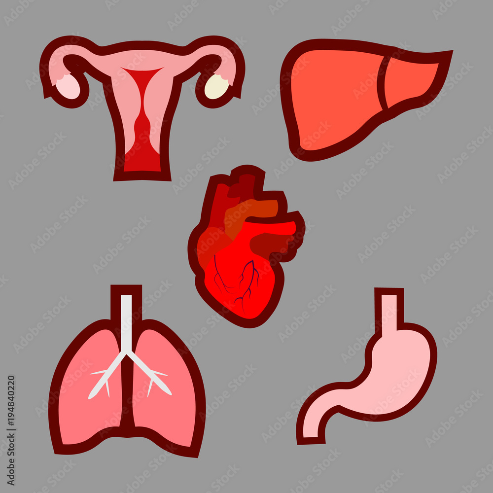 Cartoon human organs set. Anatomy of body. Reproductive system, Lungs ...