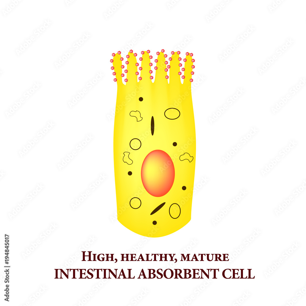 Structure of the enterocyte. absorptive cells intestine. Infographics ...