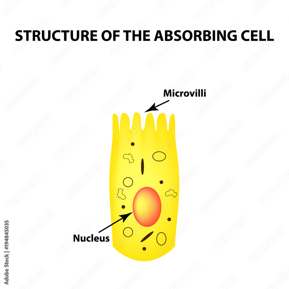 Structure of the enterocyte. absorptive cells intestine. Infographics ...
