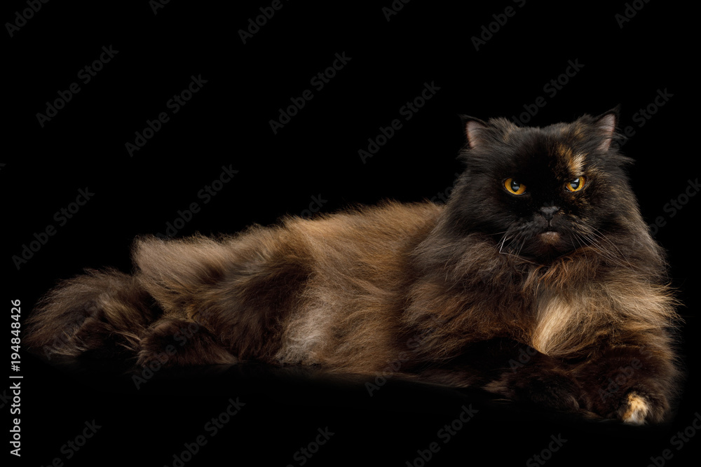 Dark Red Persian Cat