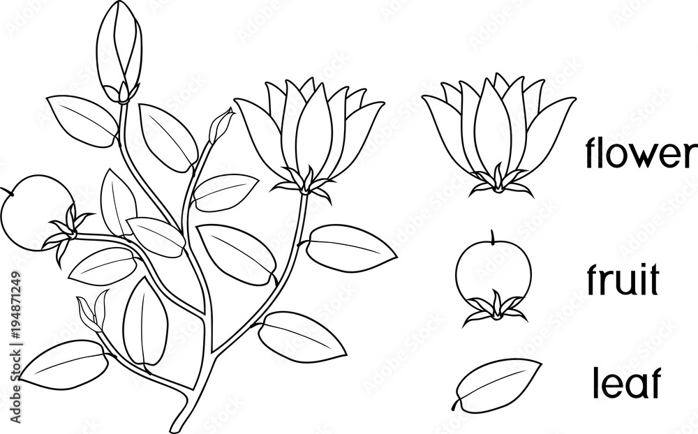 Coloring page. Parts of plant. Morphology of flowering plant with ...