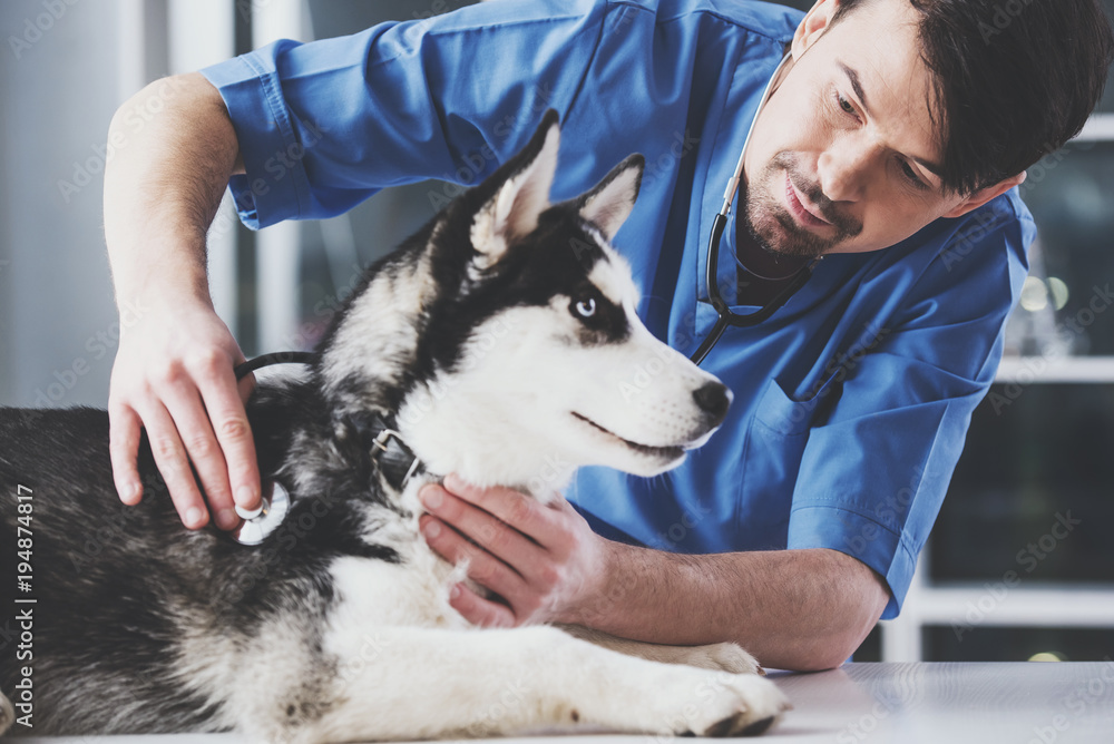 Veterinarian is examining a cute siberian husky at hospital Stock Photo ...