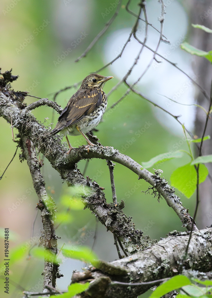 Song Thrush chick Stock Photo | Adobe Stock