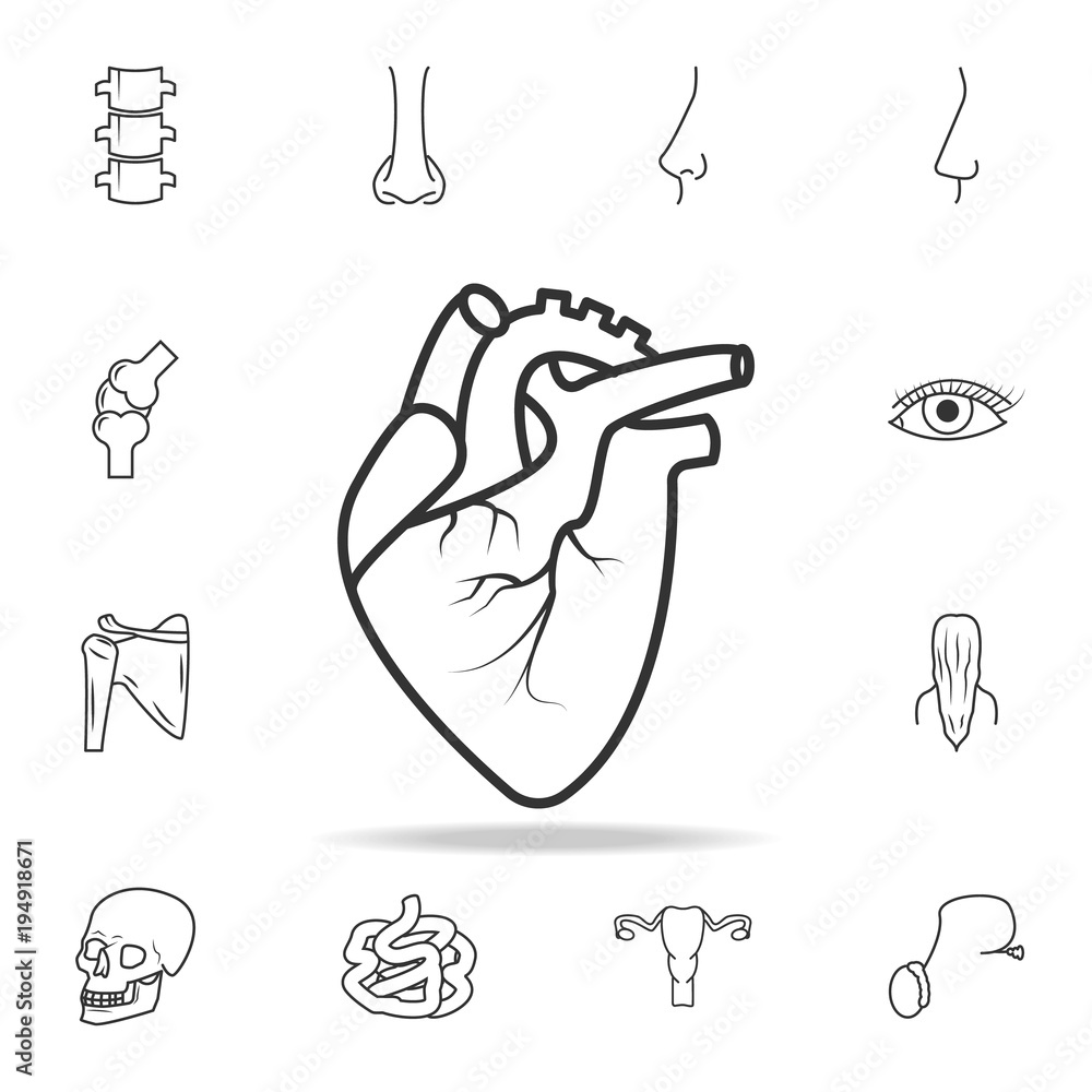 Realistic Heart icon. Detailed set of human body part icons. Premium ...