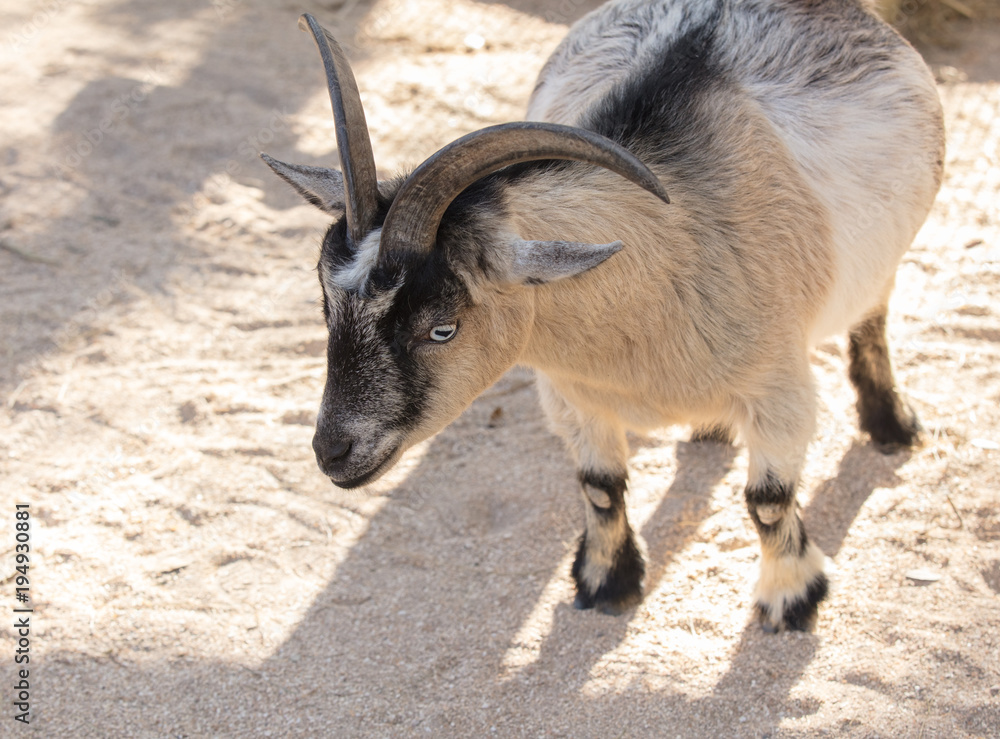 Full Grown Pygmy Goat