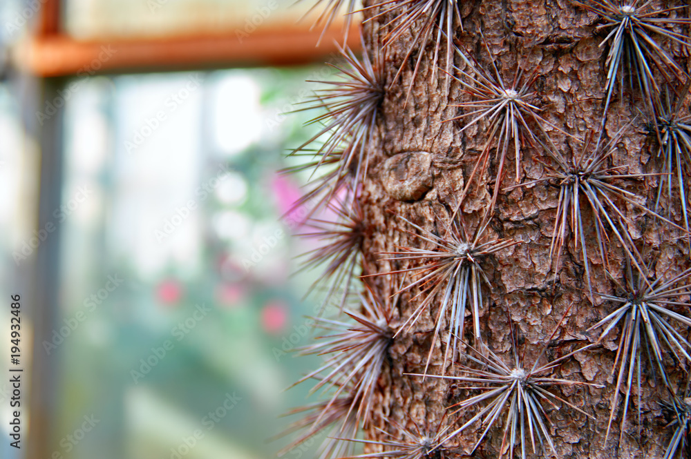 Cactus tree. Trunk large old Pereskia (Pereskia grandifolia). Lignified ...