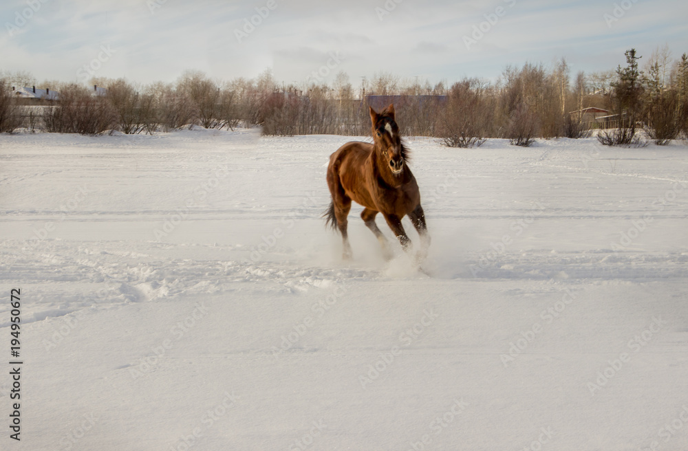 Красивый конь в движении. Stock Photo | Adobe Stock