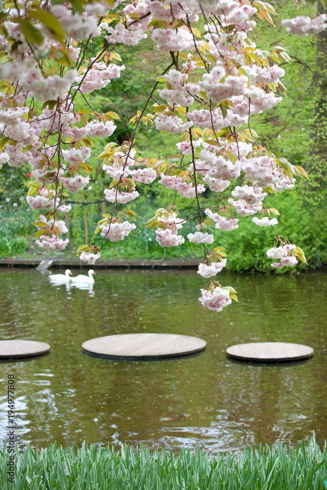 Prunus Kanzan Flowering Cherry Tree | Best Flower Site