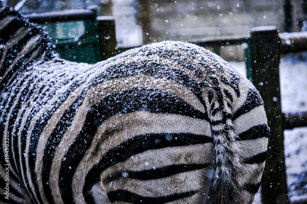 Zdjęcie Stock: Zebra stripes | Adobe Stock