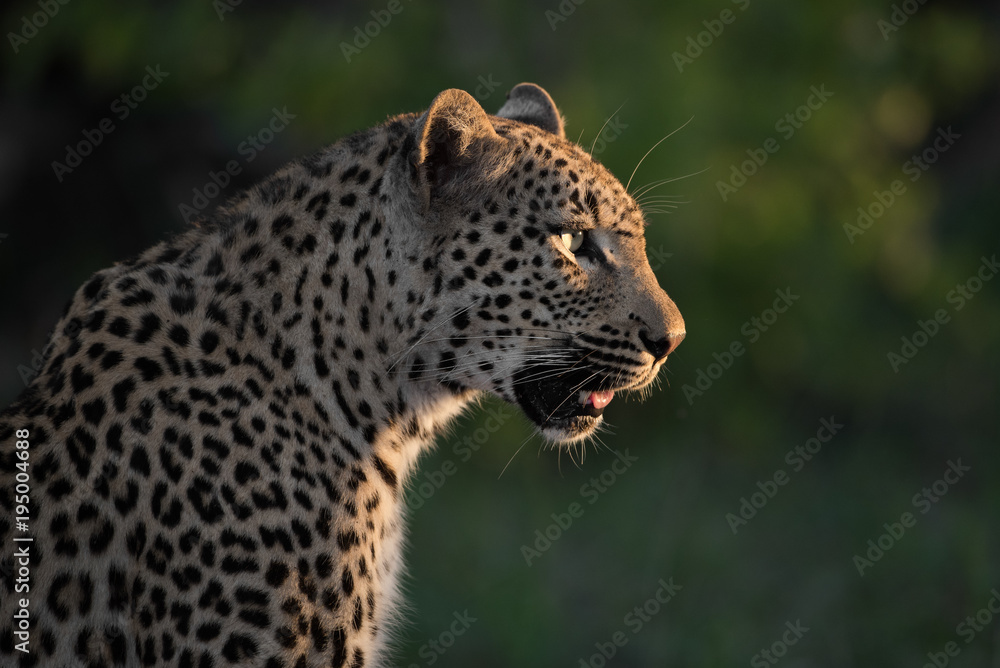 A vertical, close up, side view, colour image of a leopard, Panthera ...
