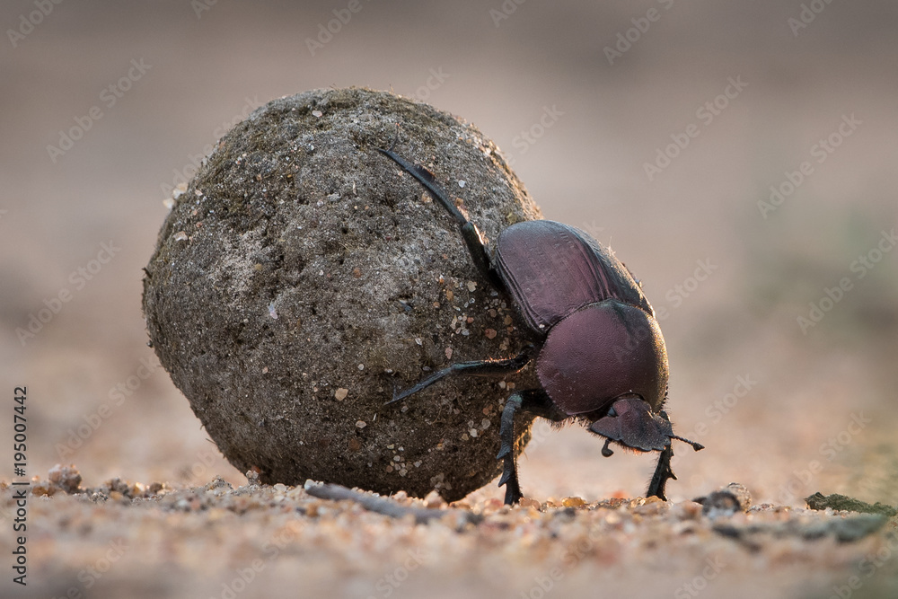 A horizontal, close up colour image of a dung beetle rolling its ...