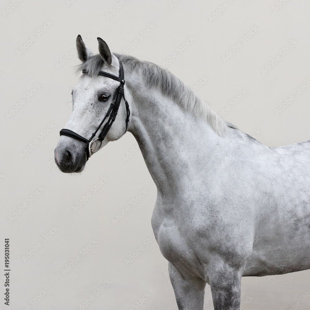 Light Gray Horse
