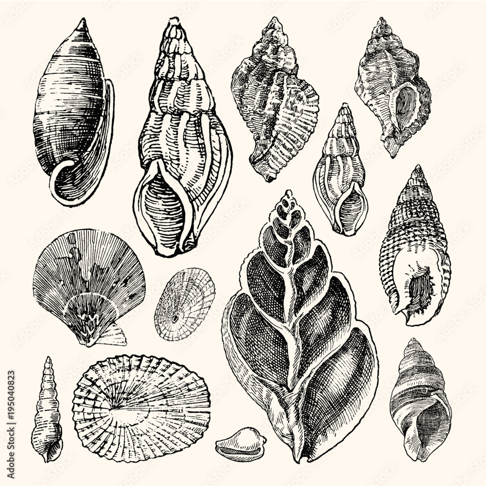 Vintage Shell Illustration