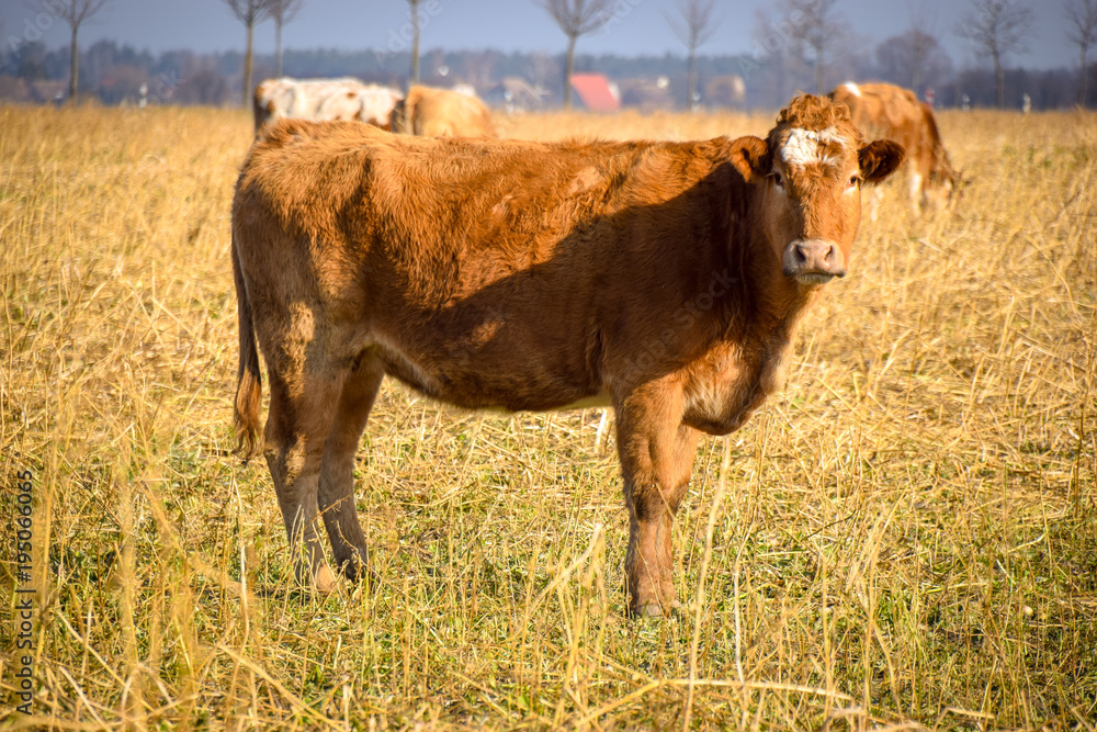 Weide, Kuh, Kühe, Rind, Rinder, Kuh auf der Weide, Fell, braun, acker ...