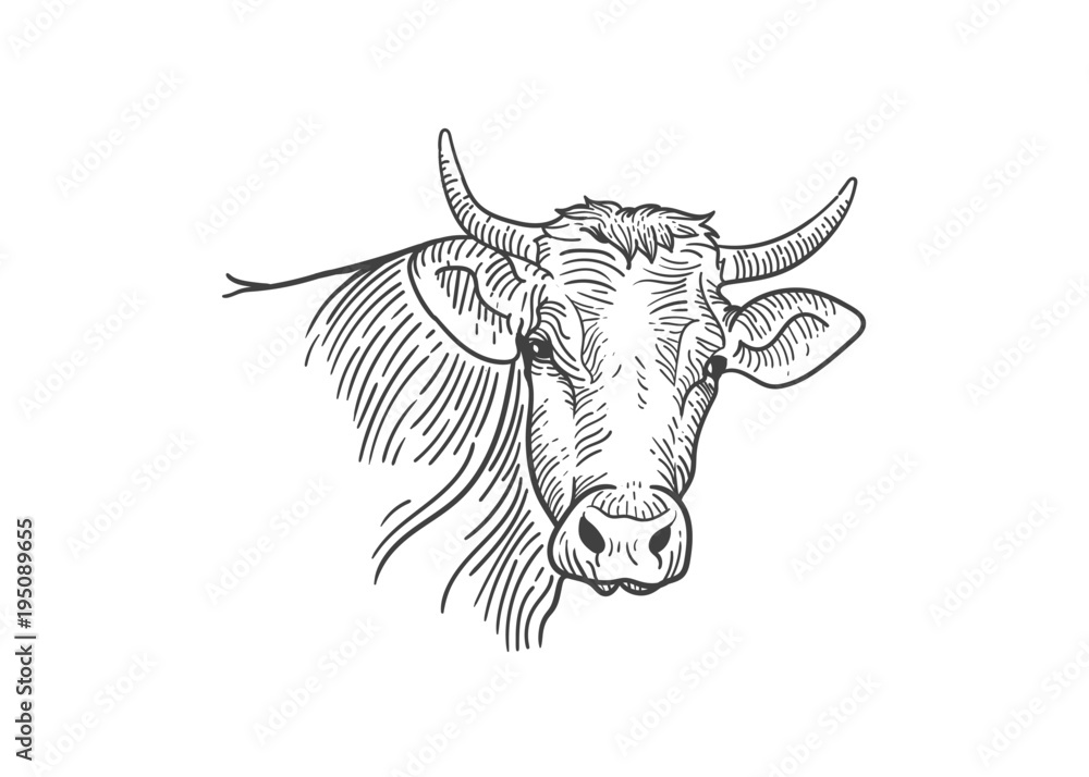 Cow line art vector illustration Stock Vector | Adobe Stock