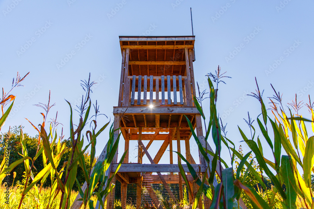 observation tower in the middle of a cornfield. watchtower on the farm ...