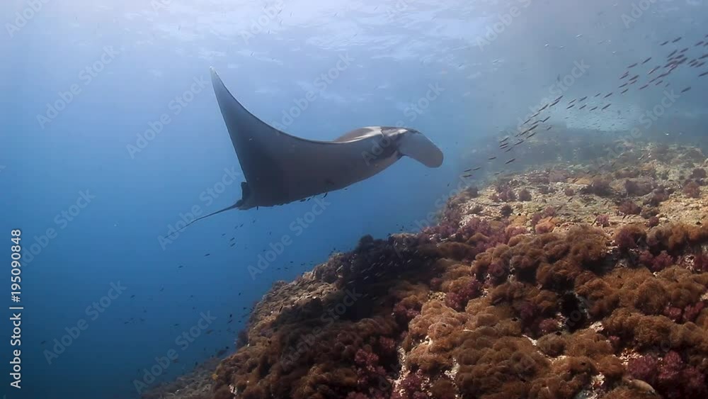 Large Oceanic Manta Rays swimming in shallow water over a tropical ...