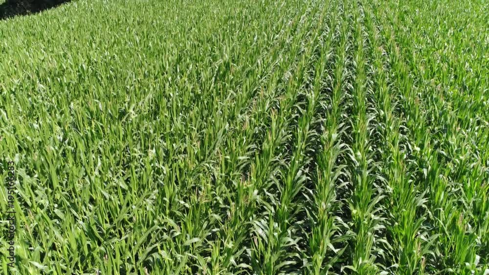 Vídeo do Stock: Aerial bird view footage of maize plants camera panning ...
