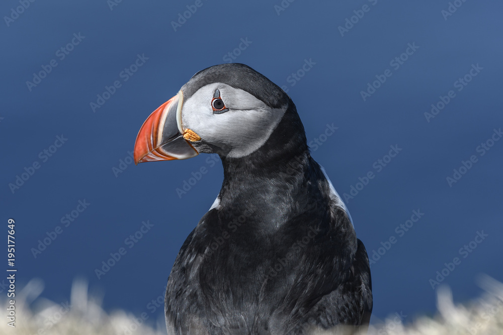 Puffin enjoys a beautiful day on the Langanes Peninsula bird cliffs in ...