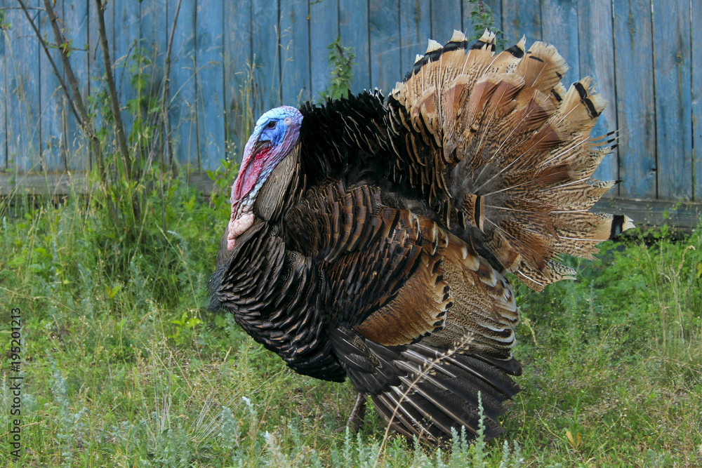 Portrait of a turkey male or gobbler. Turkey male or gobbler closeup on ...
