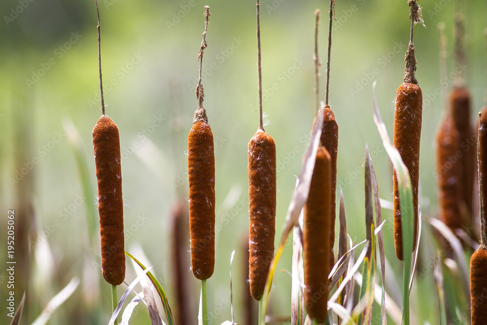 taboa Stock Photo | Adobe Stock