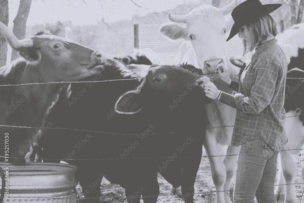 Agriculture cattle industry shows strong woman in western wear and ...
