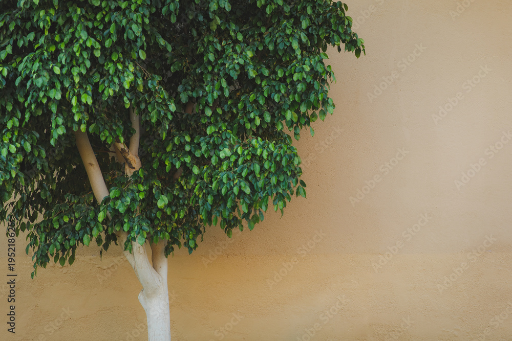 Beautiful nature. A thin tree with thick green foliage grows near the ...