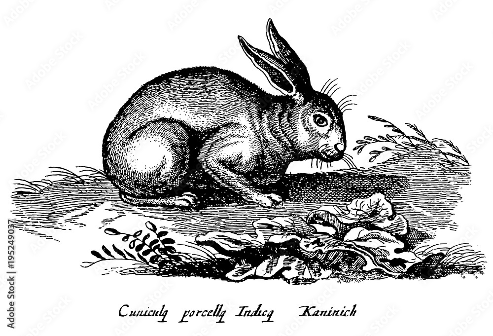 Rabbit sitting on meadow in the countryside, after antique woodcut ...