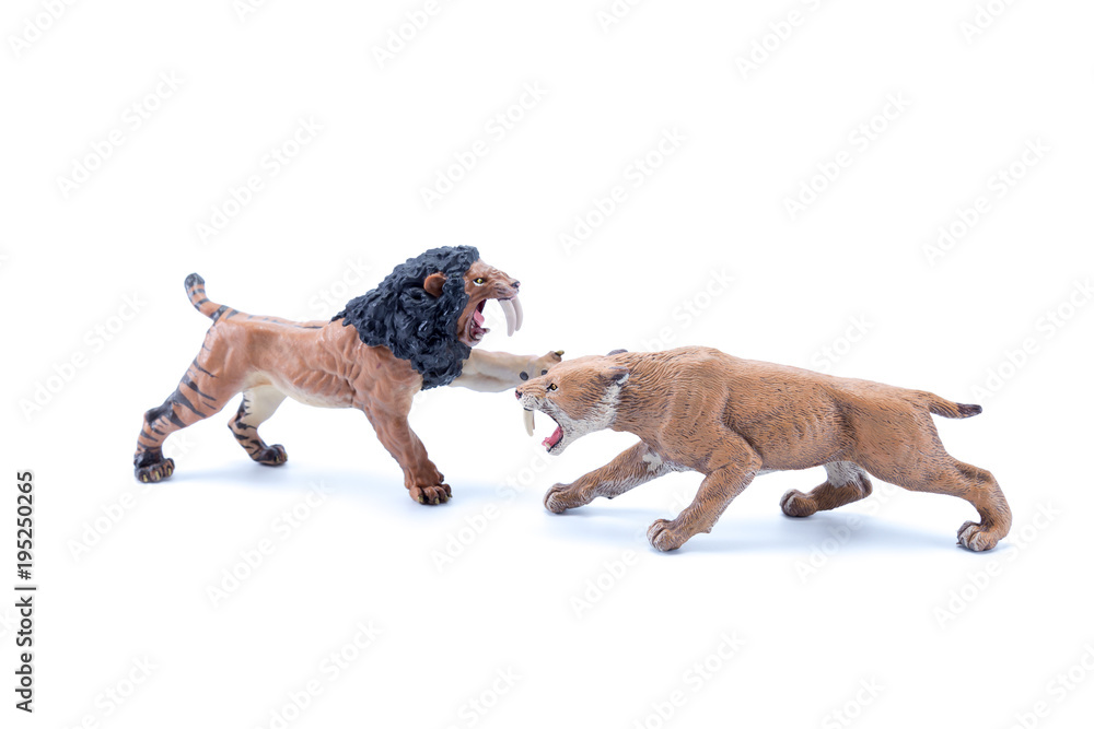 Toy two Smilodon saber-toothed roaring and in attack position fighting ...