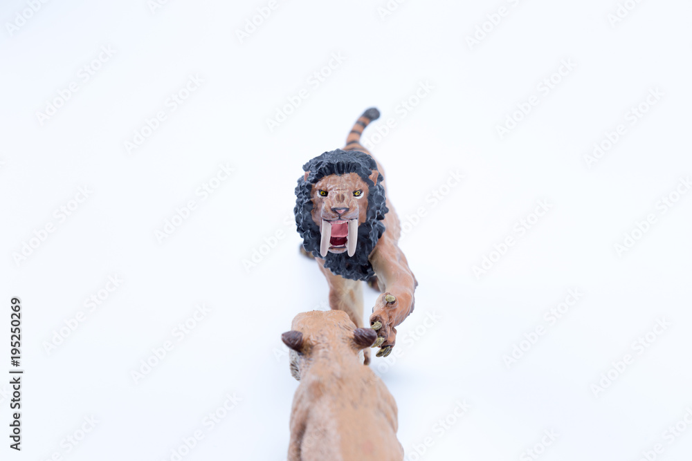 Toy two Smilodon saber-toothed roaring and in attack position fighting ...