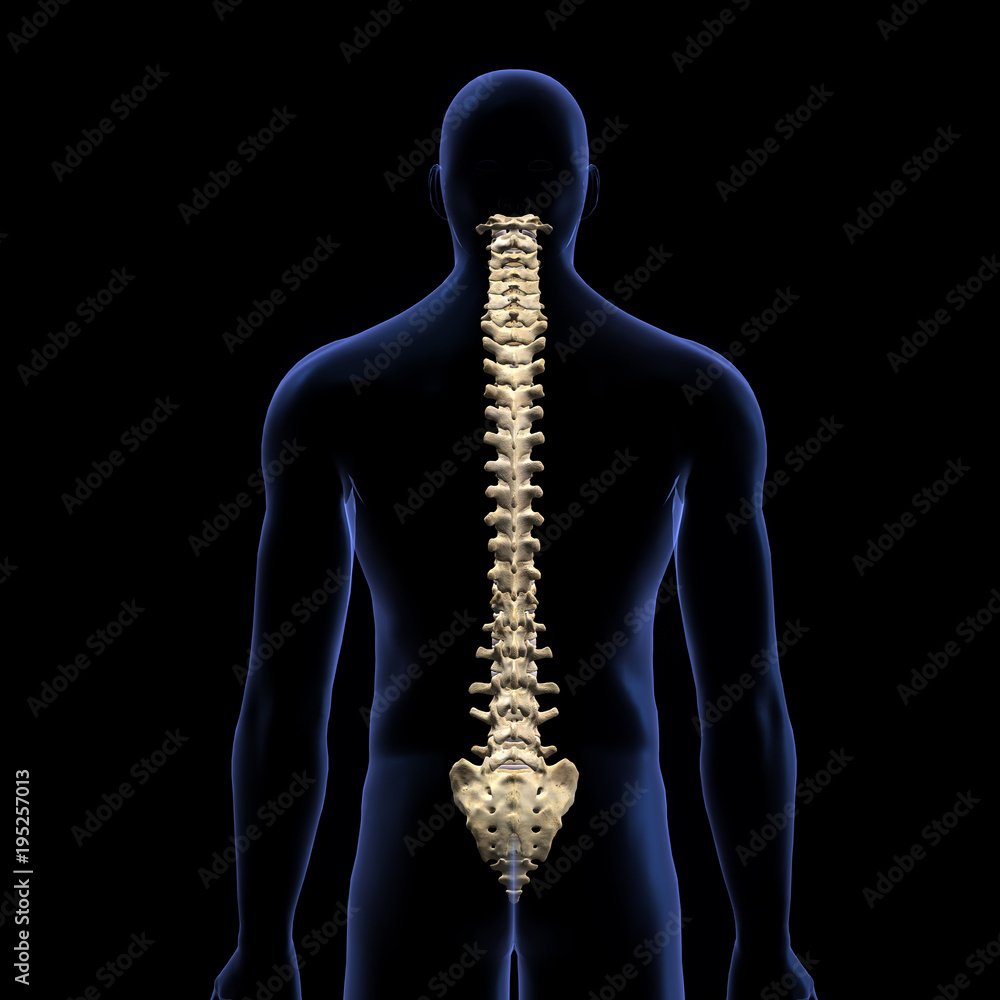 Human Vertebral Column, Posterior View on Black Background Stock Photo ...
