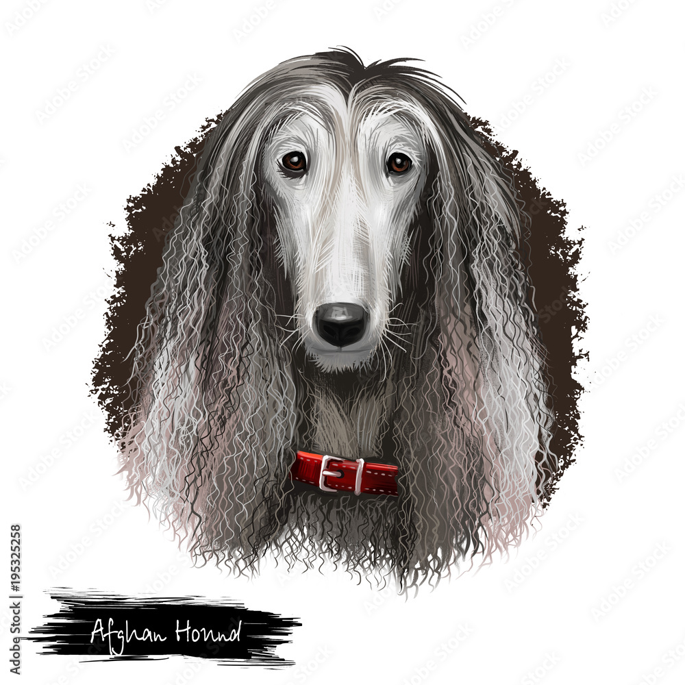 Afghan Hound breed digital art illustration isolated on white ...